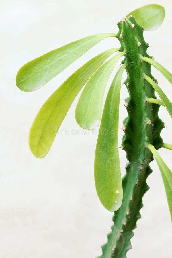 Euphorbia royleana stock photo. Image of thorn, green - 40165610