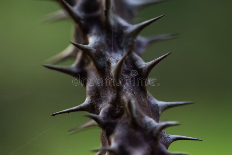 Thorny Tree Trunk stock photo. Image of tropical, pointy - 4656930