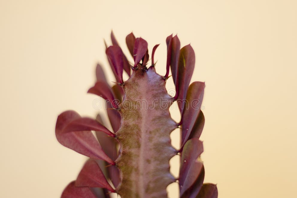 Euphorbia Trigona Ruby or Ruby Good Luck Cactus Stock Photo - Image of ...
