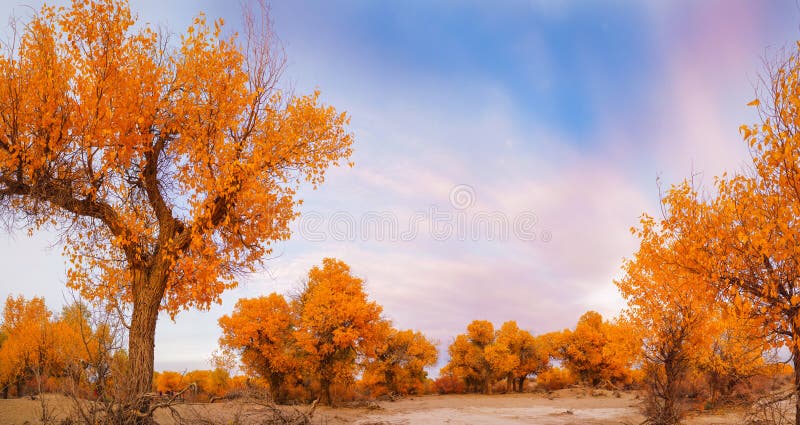 Poplar Trees Tenaciously Grow in Desert Stock Photo - Image of ...