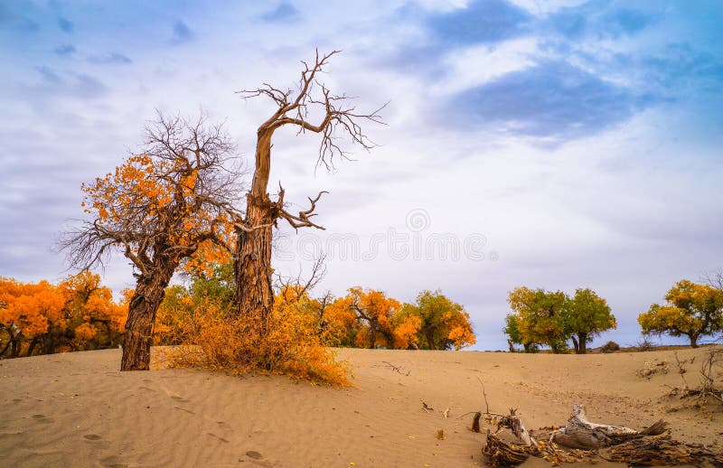 Euphrates poplar in desert stock photo. Image of desert - 115463694