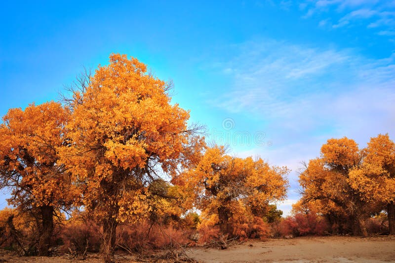 Euphrates poplar in desert stock photo. Image of pertinacity - 115022454