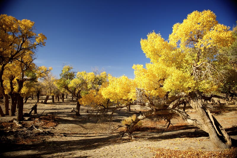Euphratica del Populus foto de archivo. Imagen de interno - 27484936