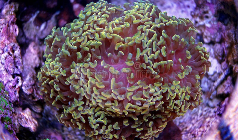 Hammer LPS Coral stock image. Image of marine, aquaworld - 86018033