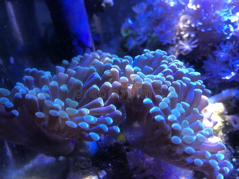 Euphyllia stock image. Image of reef, nano, blue, green - 110839539