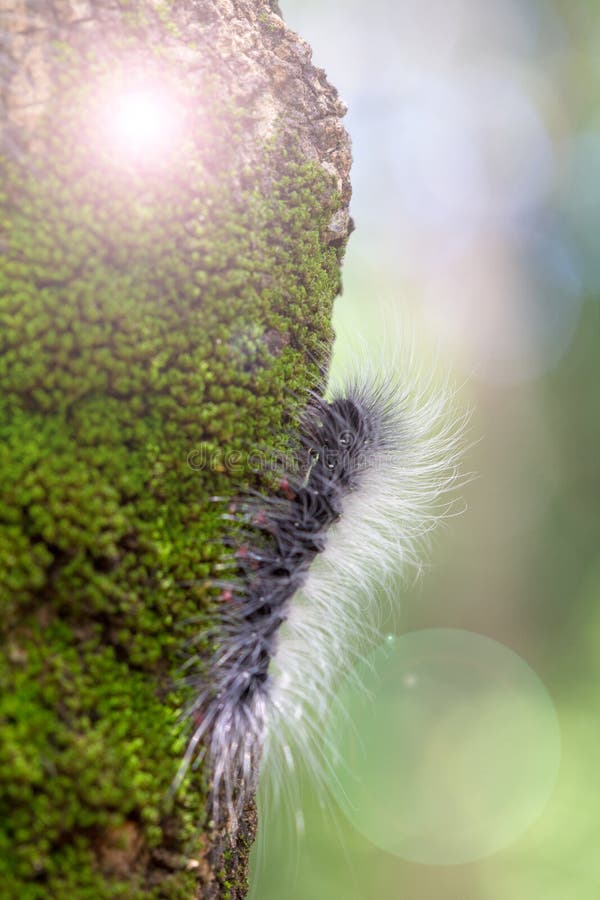 Eupterote Testacea Walker or Black Worm, White Shag. it Live Trees, and ...