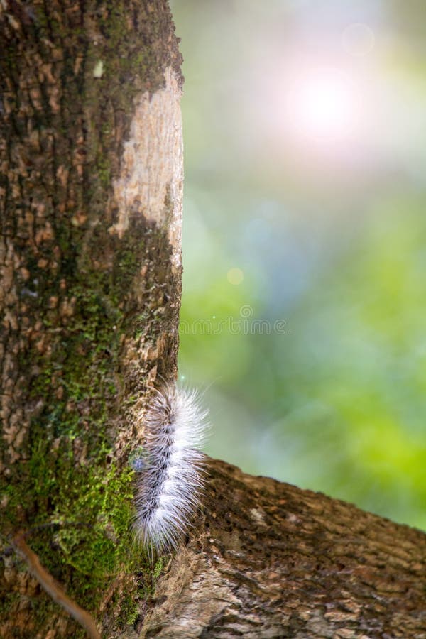 Eupterote Testacea Walker or Black Worm, White Shag. it Live Trees, and ...