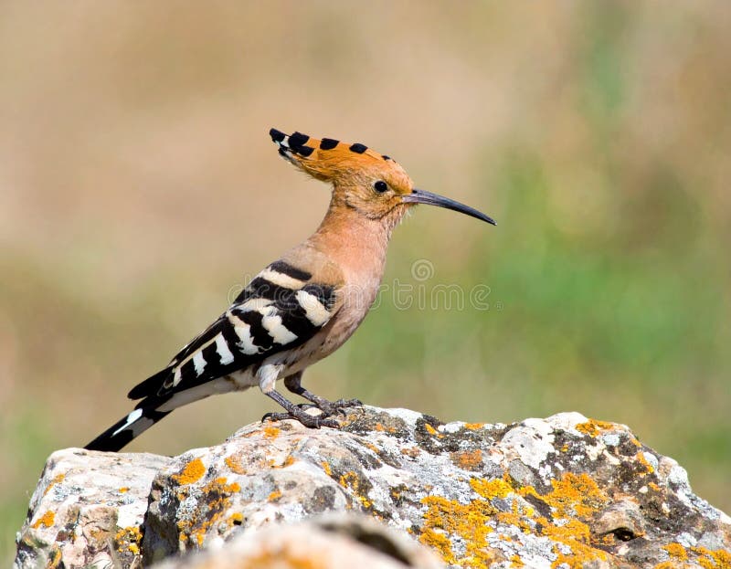 Eurasia Hoopoe Scientific Name Upupa Epops AI Generated Stock ...