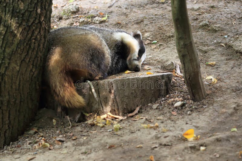 Sleeping badger stock photo. Image of hunting, carnivore - 45756782