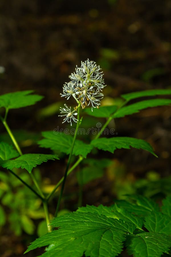 Eurasian Baneberry with Flower, Actaea Spicata Stock Image - Image of ...