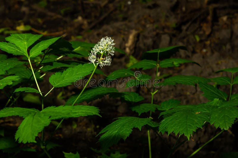 Eurasian Baneberry with Flower, Actaea Spicata Stock Photo - Image of ...
