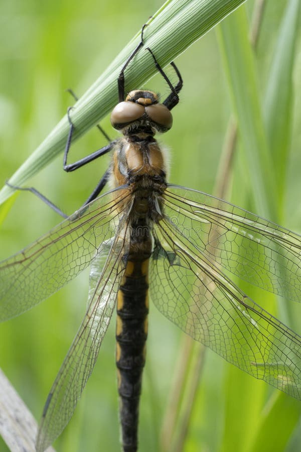 The Eurasian Baskettail (Epitheca Bimaculata). Butterfly on a Blade of ...