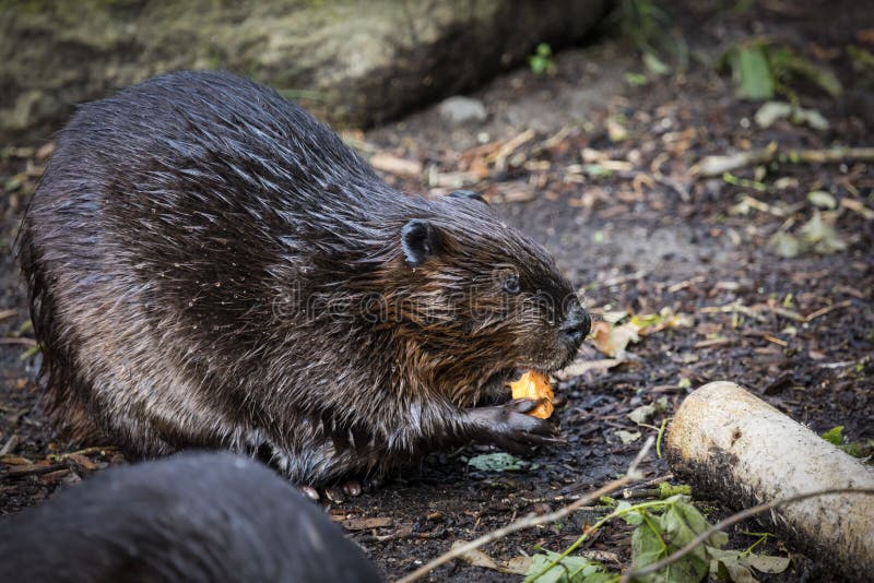 Eurasian Beaver stock photo. Image of brown, national - 98597900