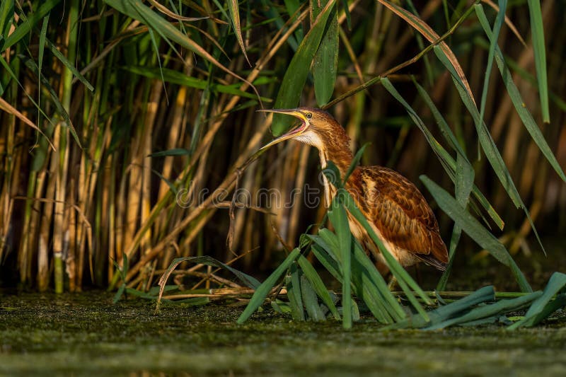 Eurasian Bittern Bird Perched at the Shore of a Pond with Lush Grass ...