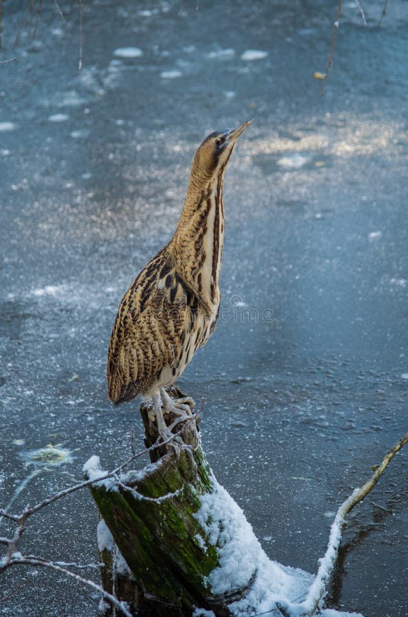 Eurasian Bittern, Botaurus Stellaris Stock Photo - Image of colorful ...