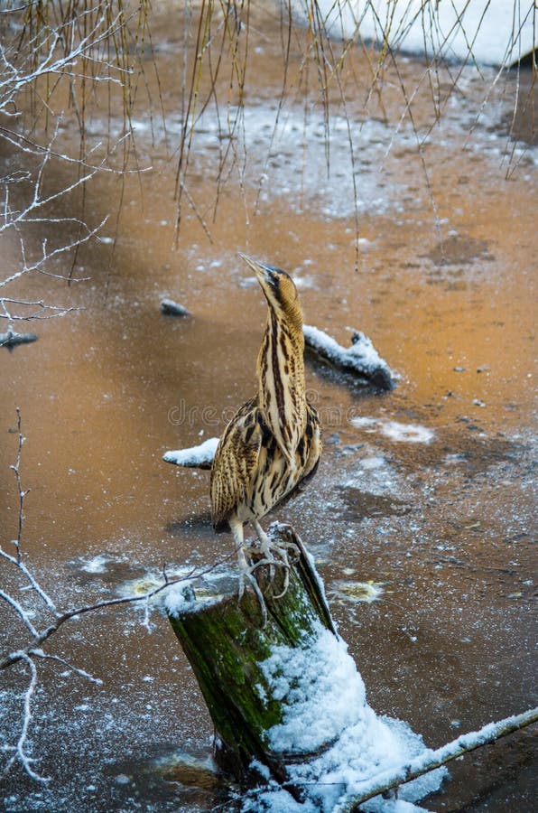 Eurasian Bittern, Botaurus Stellaris Stock Image - Image of blue ...