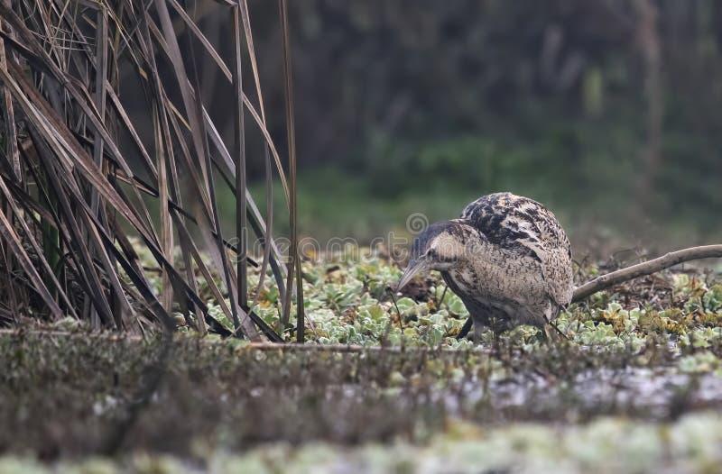 Eurasian Bittern Botaurus Stellaris Stock Photo - Image of multi ...
