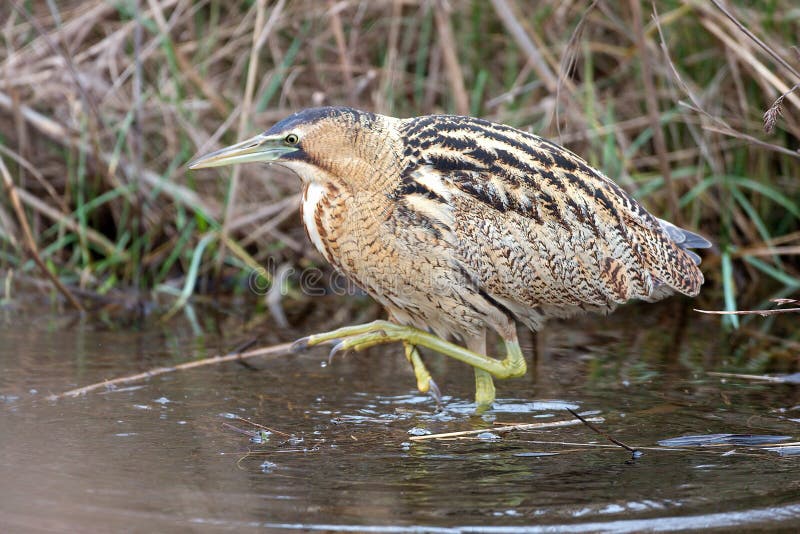 Eurasian Bittern, Botaurus Stellaris Stock Photo - Image of bittern ...
