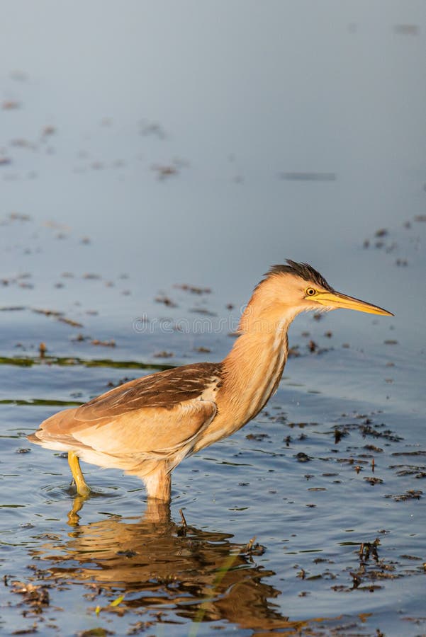 Eurasian Bittern or Botaurus Stellaris Hunting in Water of Pond or Lake ...