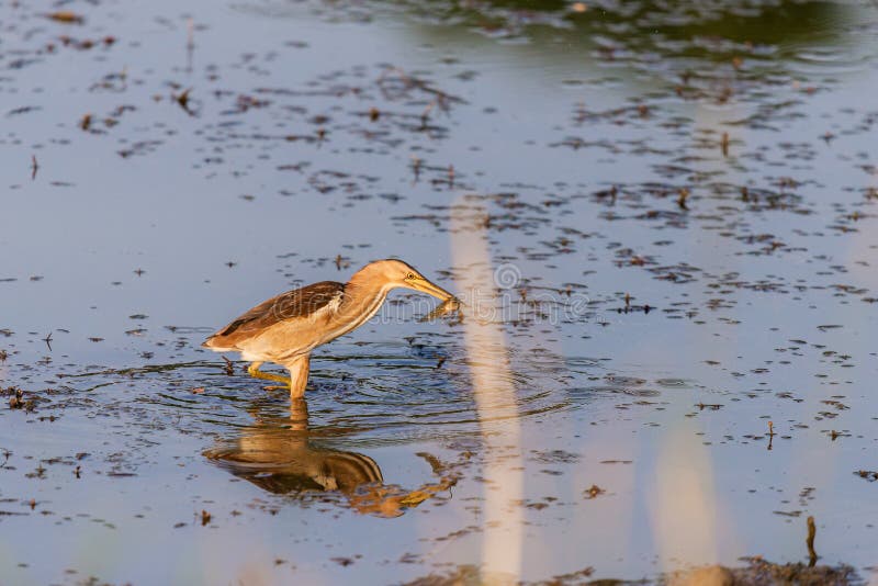 Eurasian Bittern or Botaurus Stellaris Hunting in Water of Pond or Lake ...