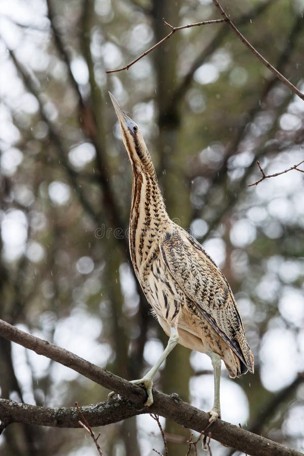 Eurasian Bittern, Botaurus Stellaris, on Tree in Forest Stock Image ...
