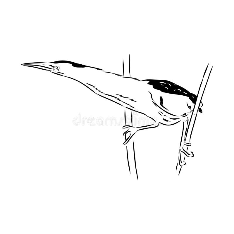 Eurasian Bittern or Great Bittern, Also Known As Botaurus Stellaris ...