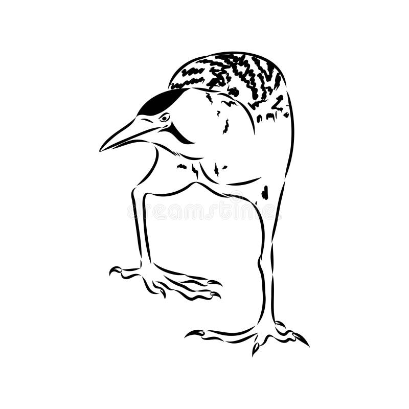 Eurasian Bittern or Great Bittern, Also Known As Botaurus Stellaris ...