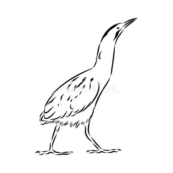 Eurasian Bittern or Great Bittern, Also Known As Botaurus Stellaris ...