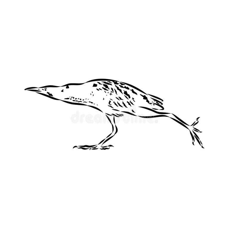 Eurasian Bittern or Great Bittern, Also Known As Botaurus Stellaris ...