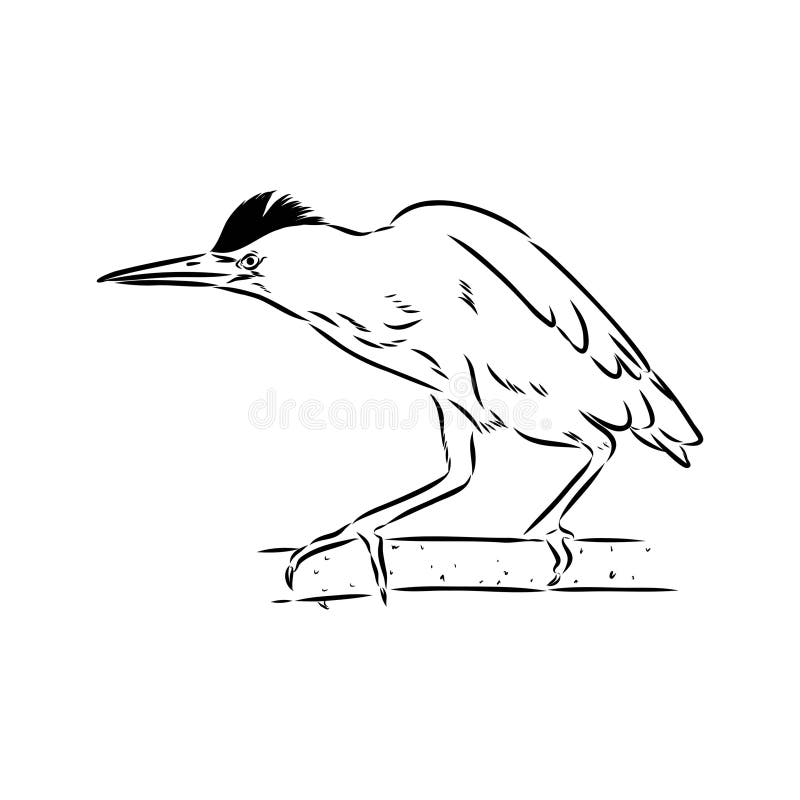 Eurasian Bittern or Great Bittern, Also Known As Botaurus Stellaris ...