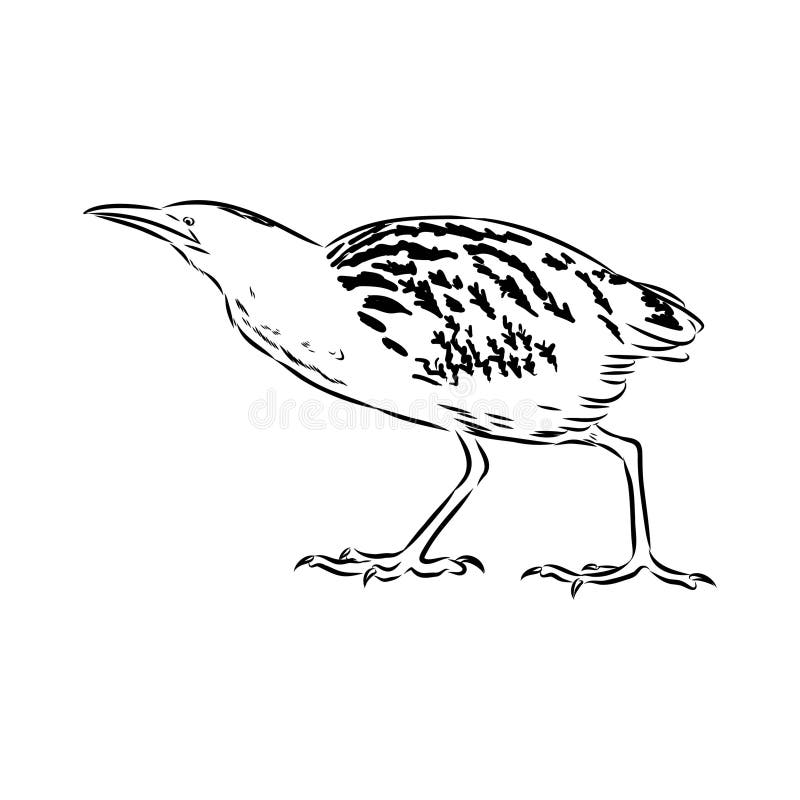 Eurasian Bittern or Great Bittern, Also Known As Botaurus Stellaris ...