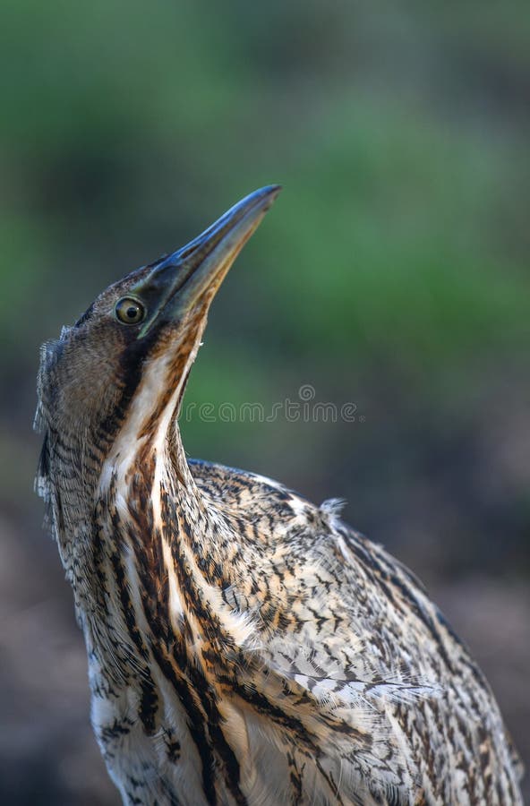 Eurasian Bittern or Great Bittern Botaurus Stellaris Stock Image ...