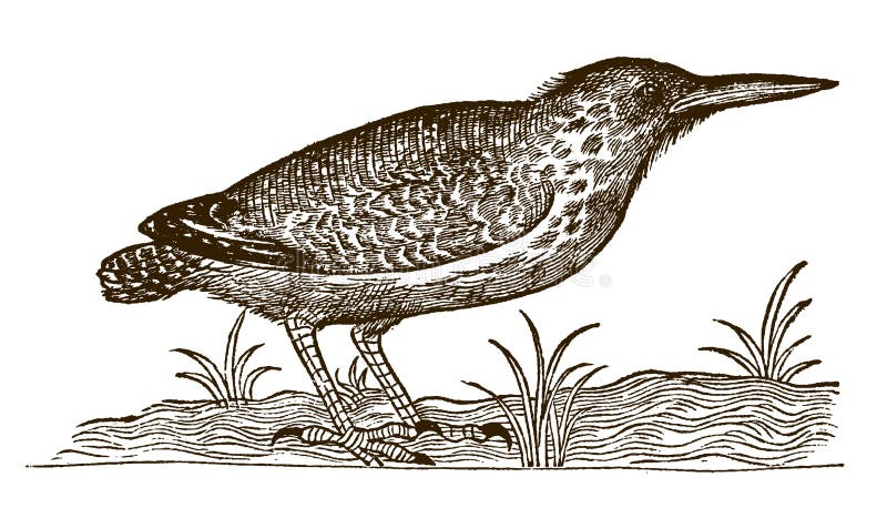 Bittern Stock Illustrations – 91 Bittern Stock Illustrations, Vectors ...