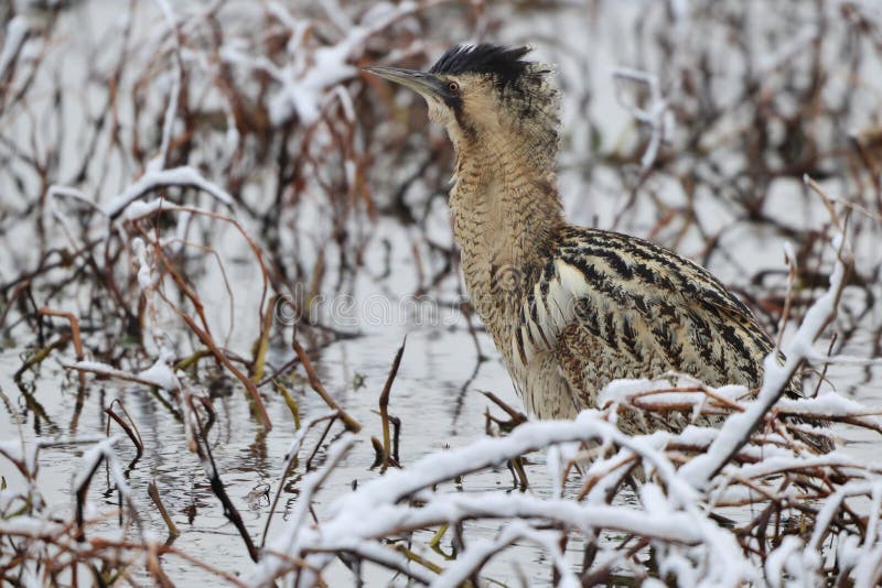 Eurasian Bittern or Great Bittern (Botaurus Stellaris Stellaris) in ...