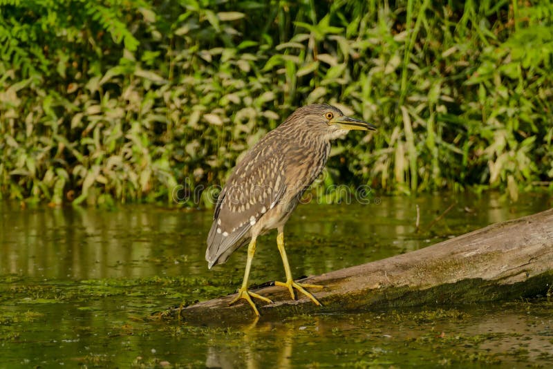 Eurasian Bittern Great Bittern Stock Image - Image of male, botaurus ...