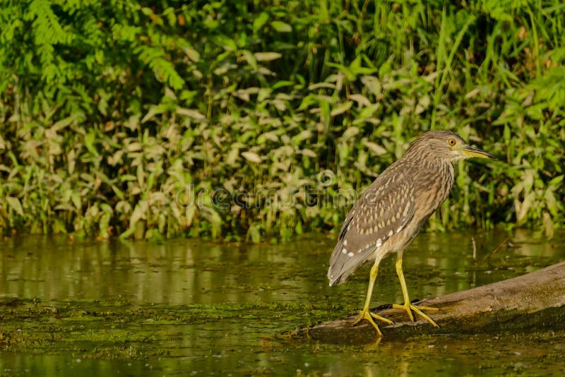 Eurasian Bittern Great Bittern Stock Image - Image of eurasian ...