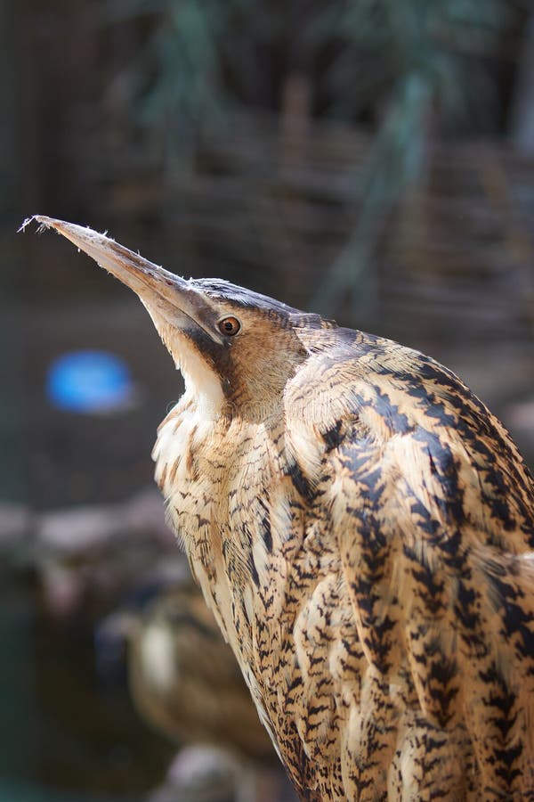 Eurasian bittern stock image. Image of wheat, botaurus - 237613649