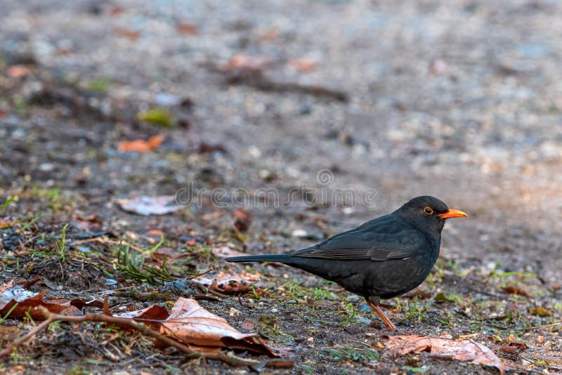Eurasian Blackbird (Turdus Merula) in Public Park Stock Photo - Image ...
