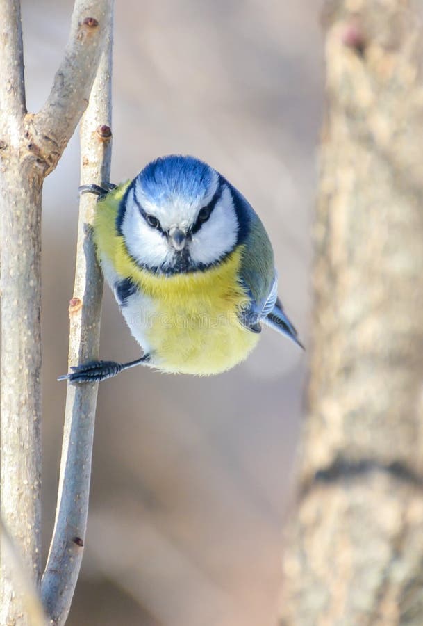 Eurasian Blue Tit stock image. Image of blue, wildlife - 84612103