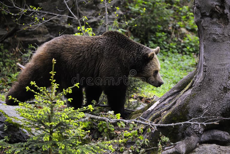 1,105 Brown Bear Side View Stock Photos - Free & Royalty-Free Stock ...