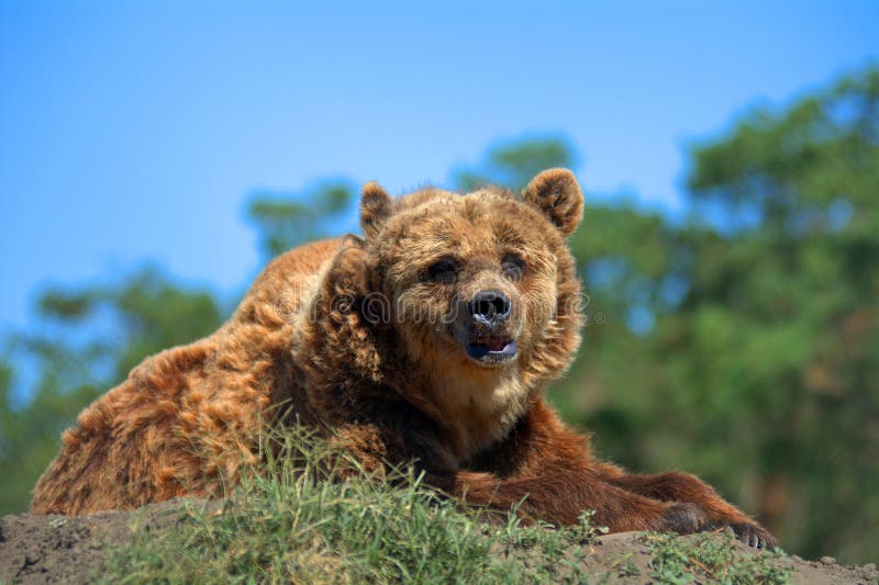 Eurasian brown bear stock photo. Image of europe, reserve - 62944904