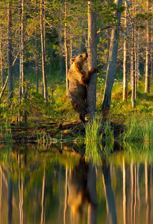 Eurasian Brown Bear Climbing a Tree by a Pond in Forest Stock Image ...