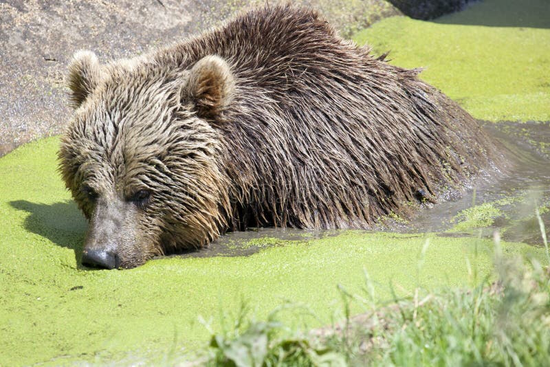 Eurasian Brown Bear stock photo. Image of algae, european - 41403970