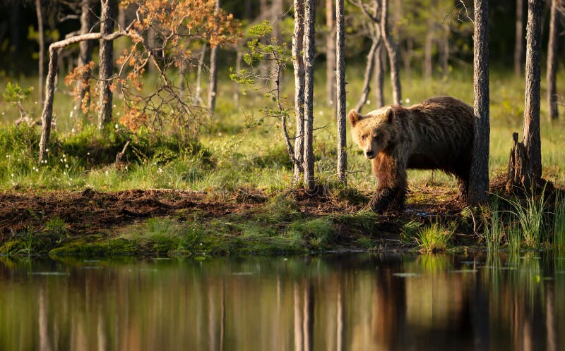 Eurasian Brown Bear Standing by a Pond in Forest in Summer Stock Photo ...