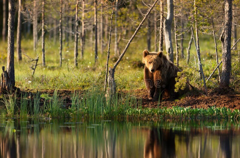 Eurasian Brown Bear Standing by a Pond in Forest in Summer Stock Image ...