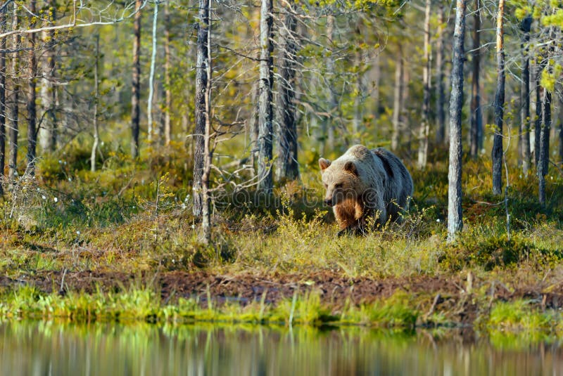 Eurasian Brown Bear Standing by a Pond in Forest in Summer Stock Image ...