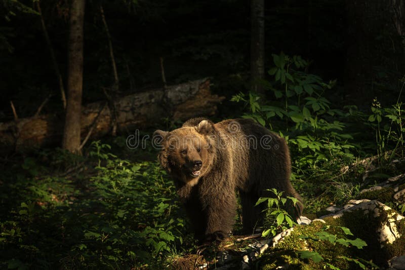 Eurasian Brown Bear, Ursus Arctos Arctos, Brown Bear, European Brown ... Eurasian Brown Bear, Ursus Arctos Arctos, Brown Bear, European Brown ...