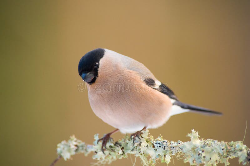 Eurasian Bullfinch stock image. Image of bright, white - 30047325
