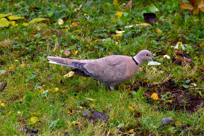 Eurasian Collared Turtle Dove 01 Stock Image - Image of turtle, metal ...
