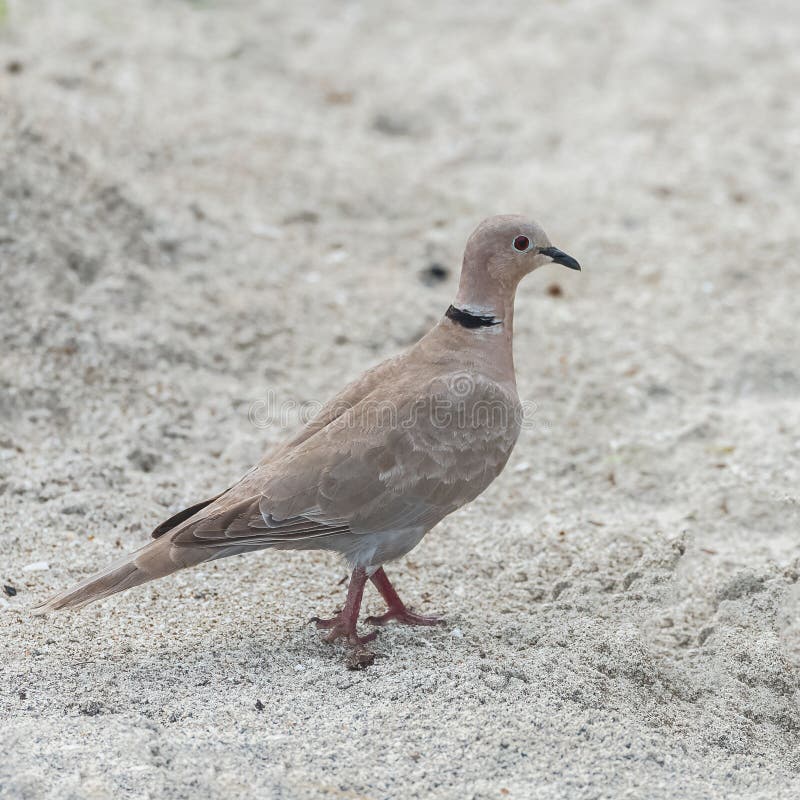 Eurasian Collared Dove, Bird Stock Image - Image of collared ...